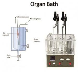 Yamto” Student Organ Bath – Yamto Instruments